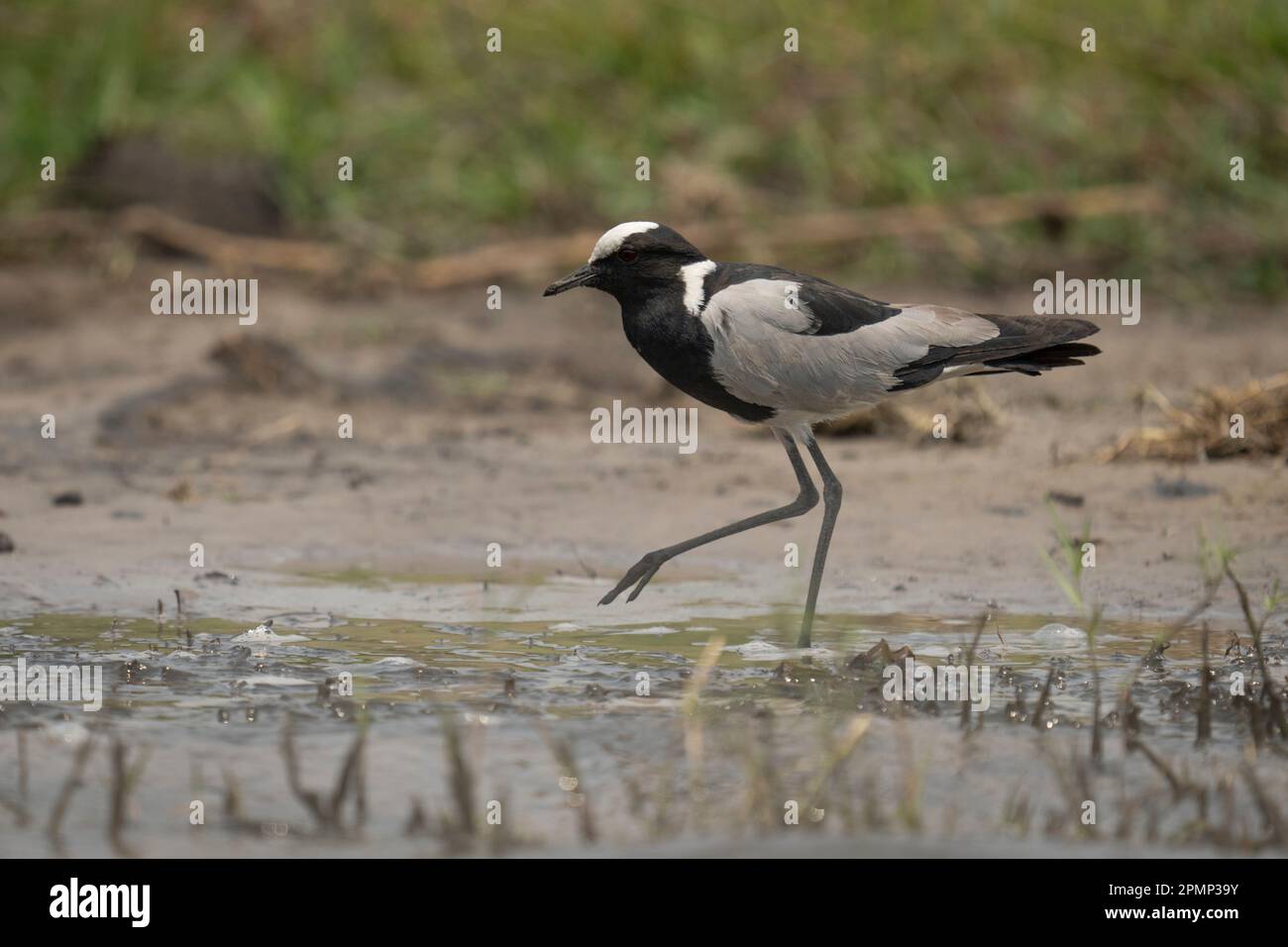 Blacksmith lapwing (Vanellus armatus) crosses muddy shallows lifting ...