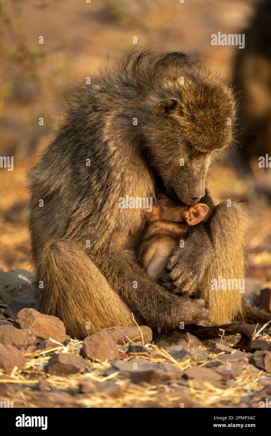 Chacma baboon (Papio ursinus) nurses baby on rocky ground in Chobe ...