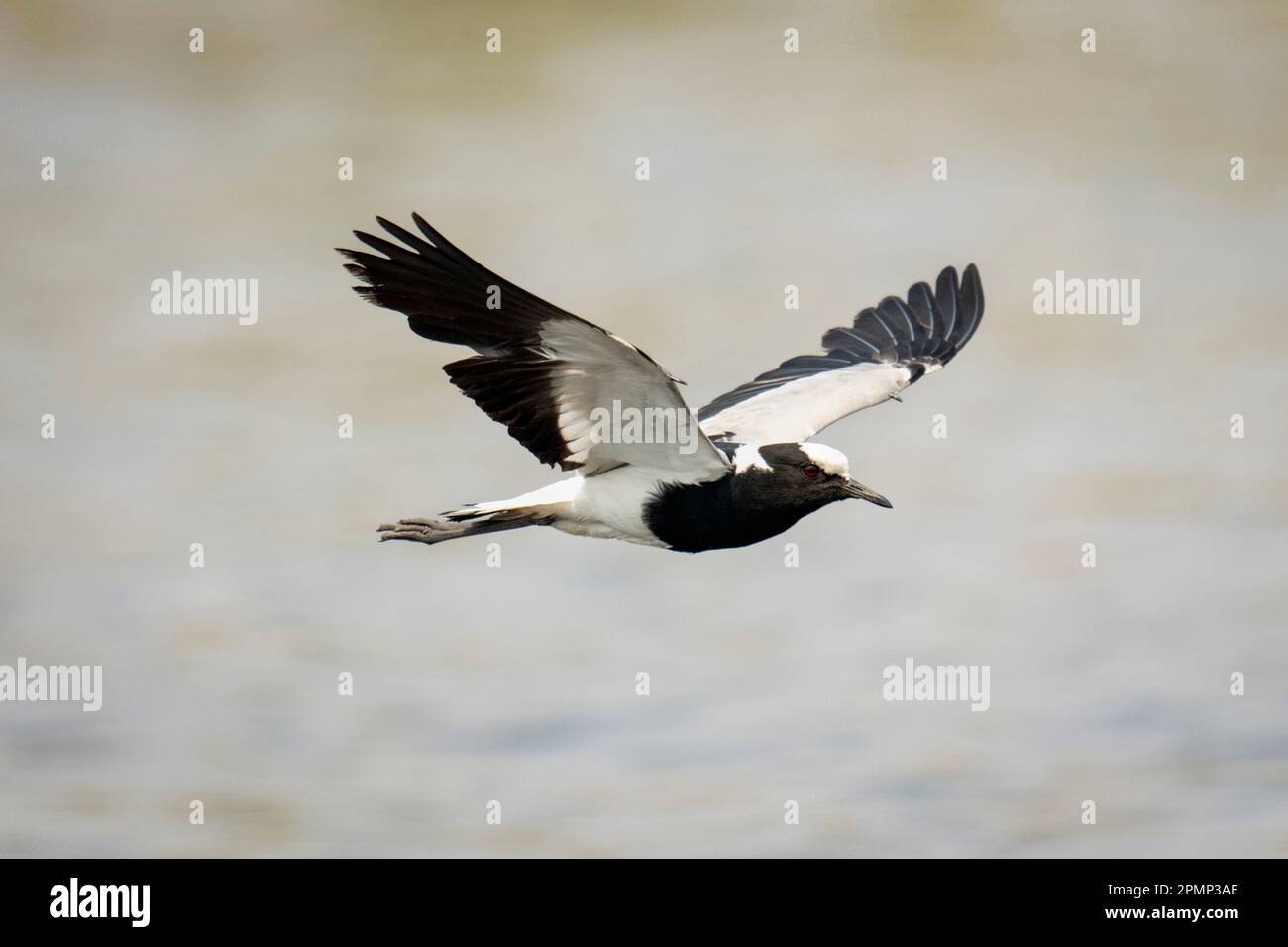 Blacksmith lapwing flies over river raising wings Stock Photo - Alamy