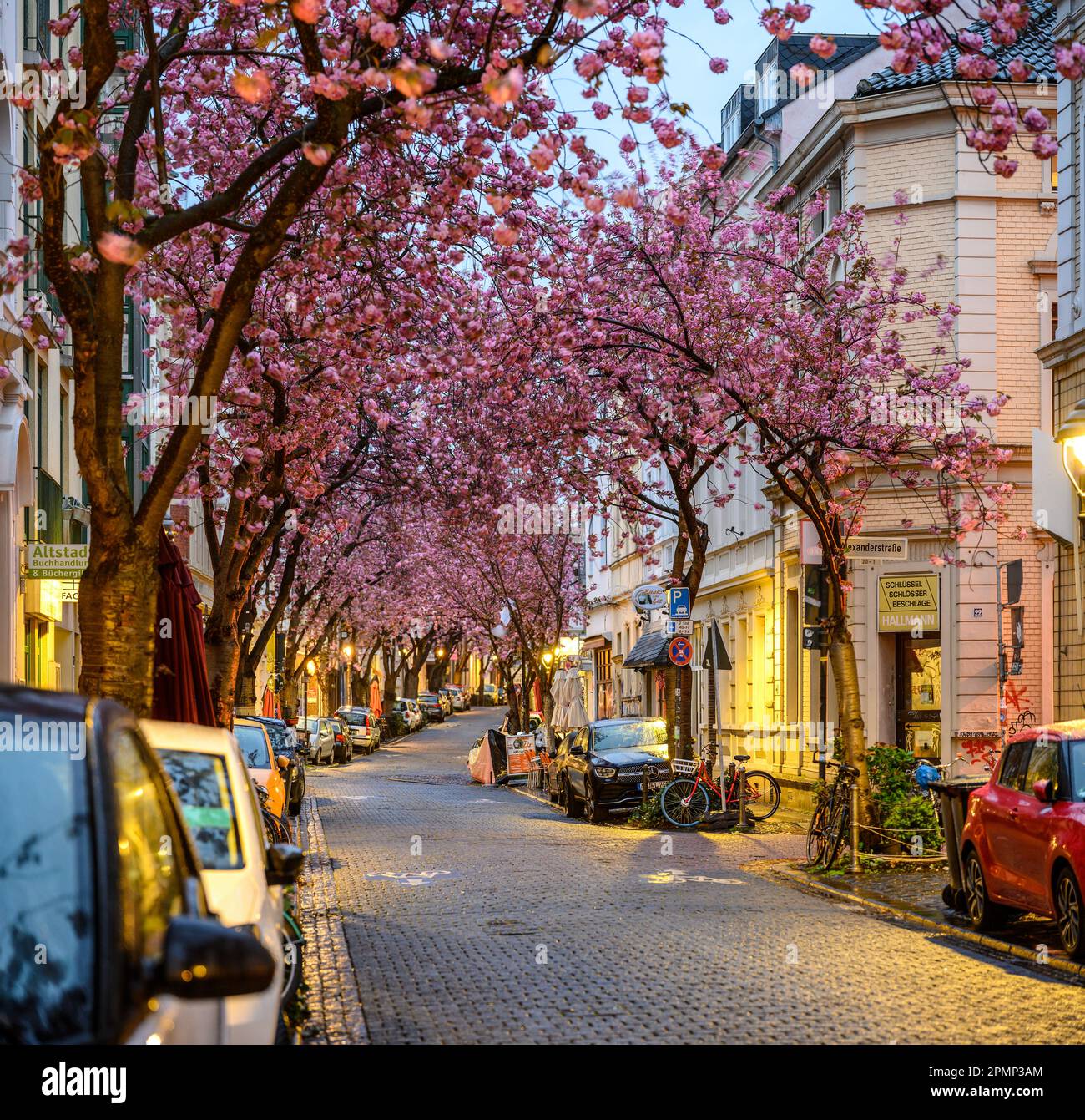BONN, GERMANY - APR 12, 2023: Cherry Blossom trees in full bloom at ...