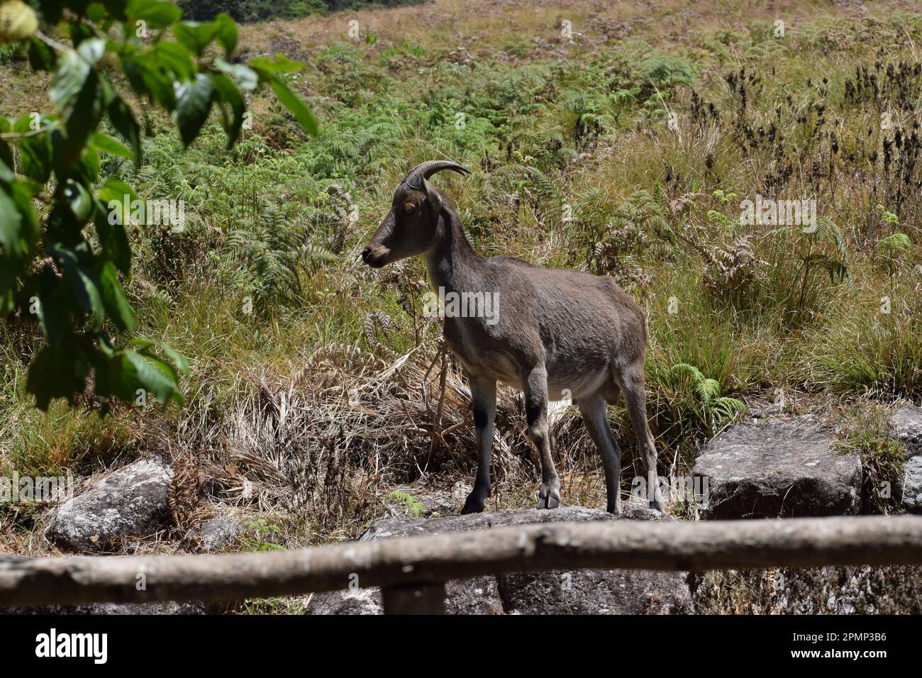 A Nilgiri tahr goat is standing with its head high and looking around ...