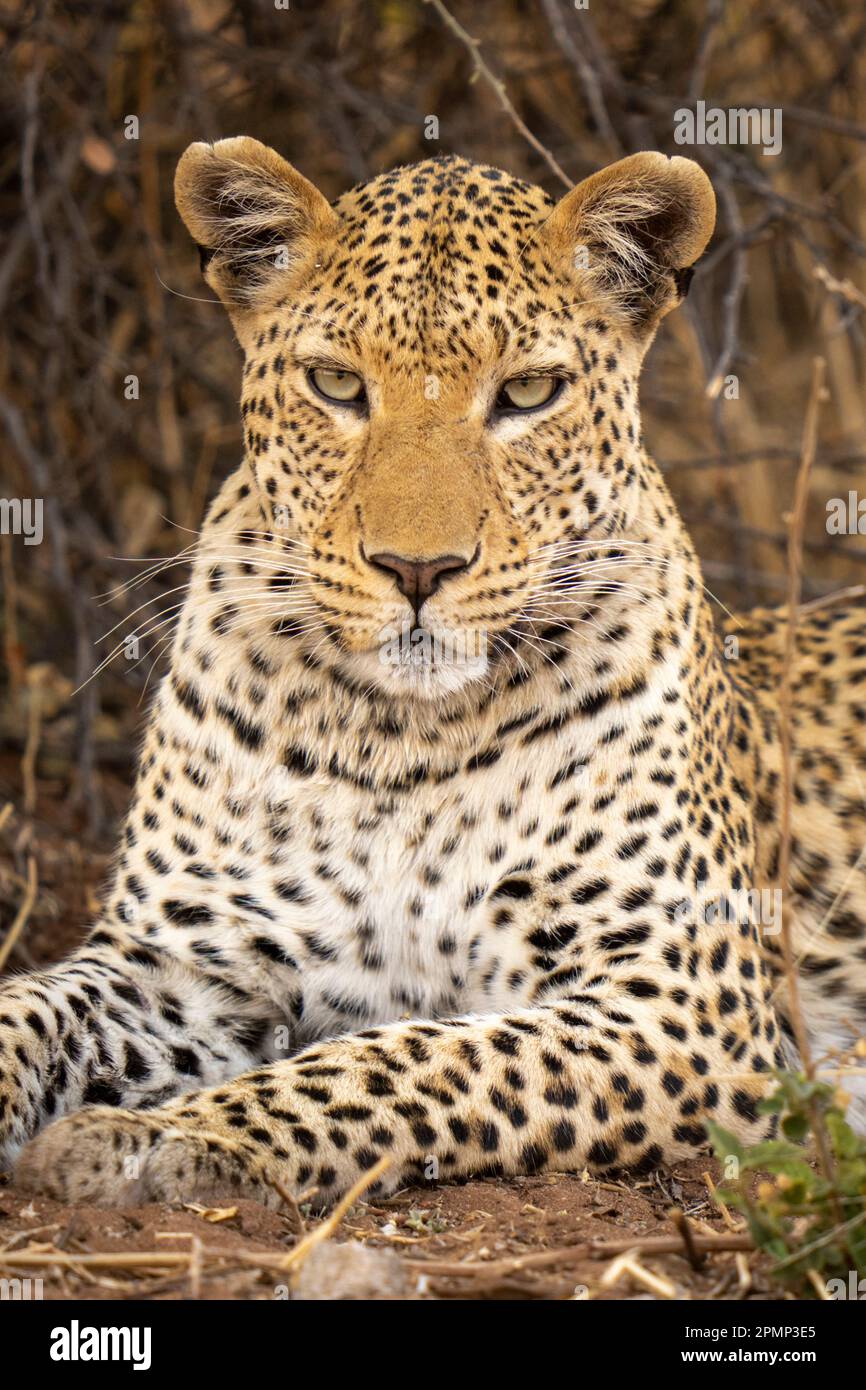 Front facing leopard hi-res stock photography and images - Alamy