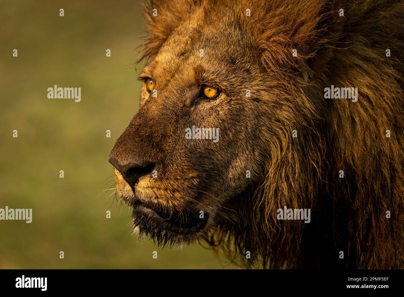 A male lion stands staring with a muddy face in golden light. He has a ...