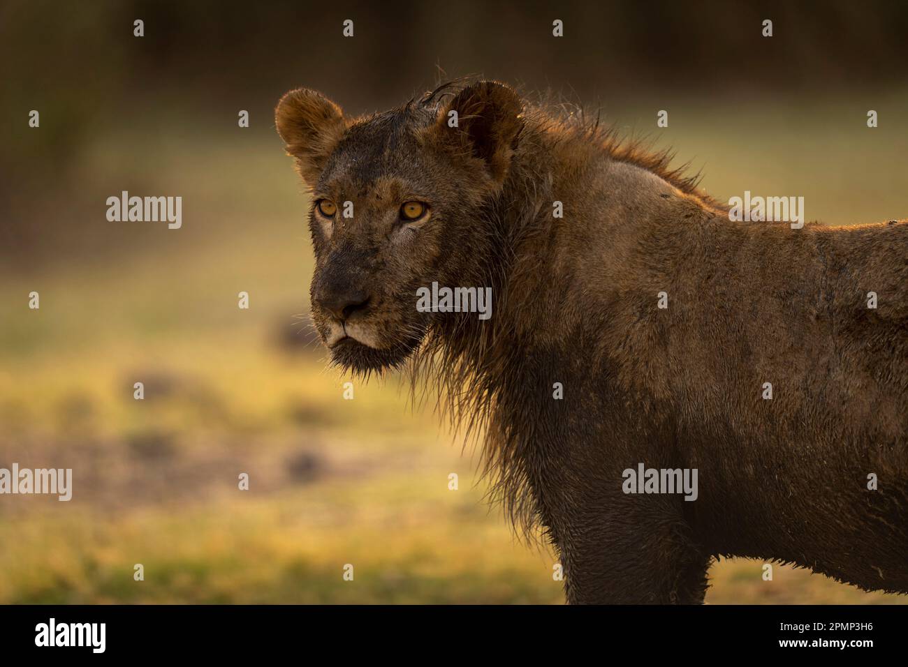 Close-up of mud-covered young male Lion (Panthera leo) standing in ...