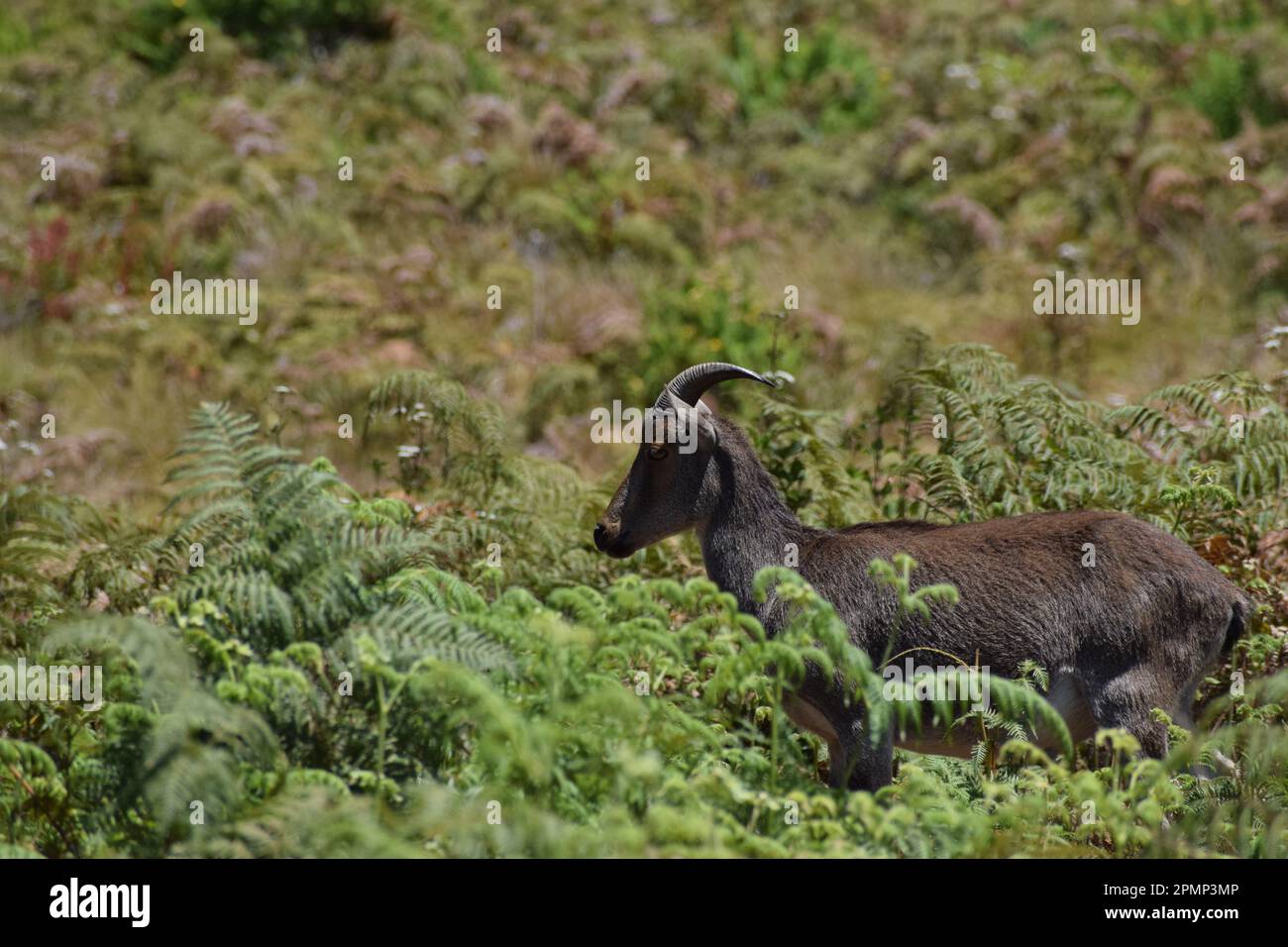 A mountain Goat is moving through thick shrubs in the hill area and is ...