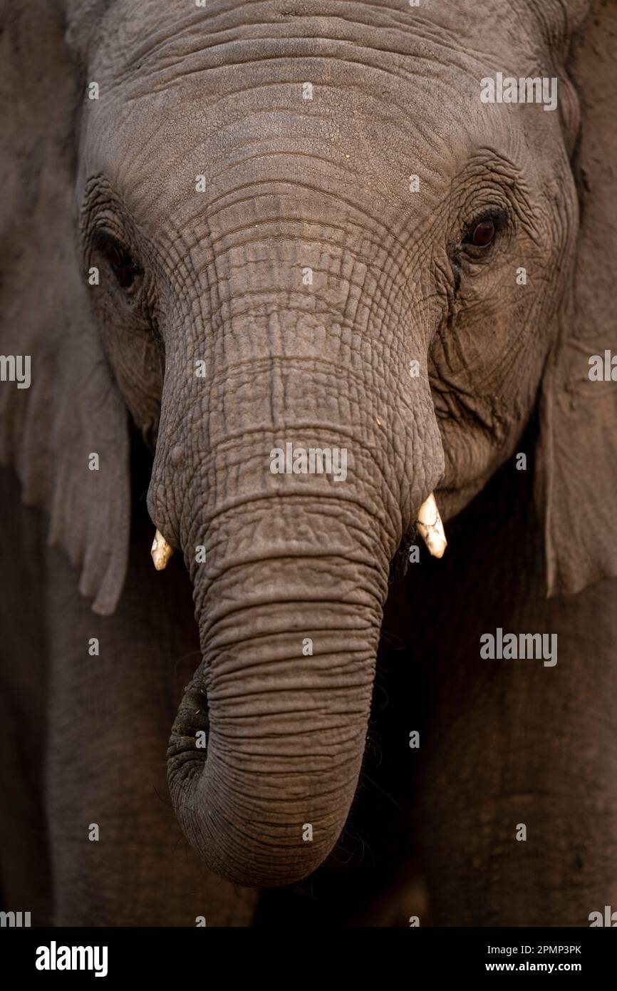 Elephant trunk curled hi-res stock photography and images - Alamy