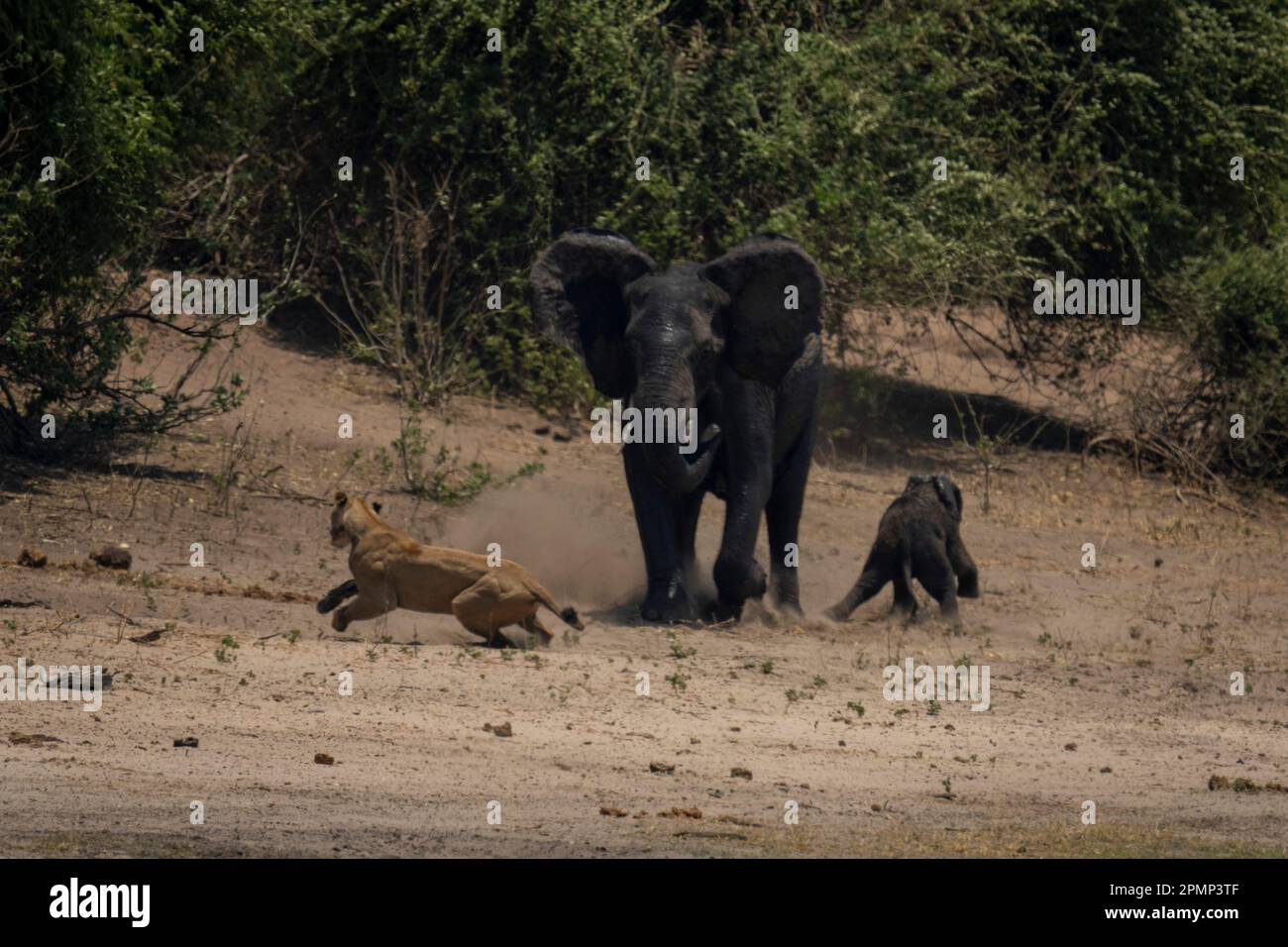Female African elephant (Loxodonta africana) chases lioness (Panthera ...