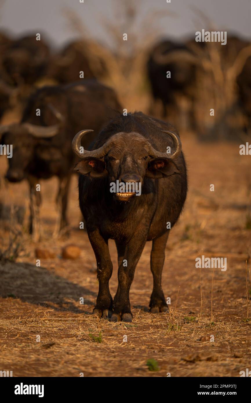 Muchenje safari lodge hi-res stock photography and images - Alamy