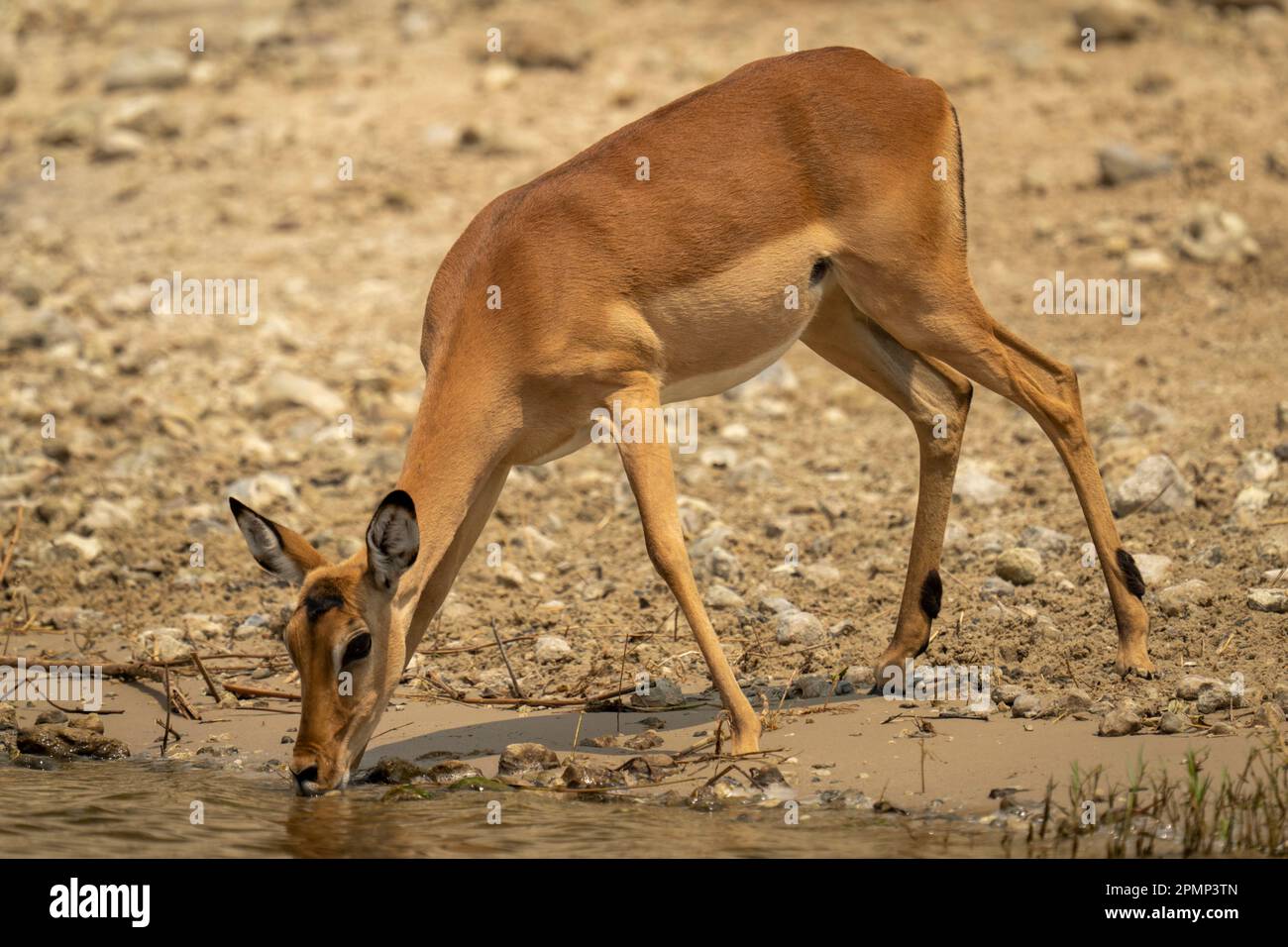 Female Common impala (Aepyceros melampus) stands drinking from river in ...