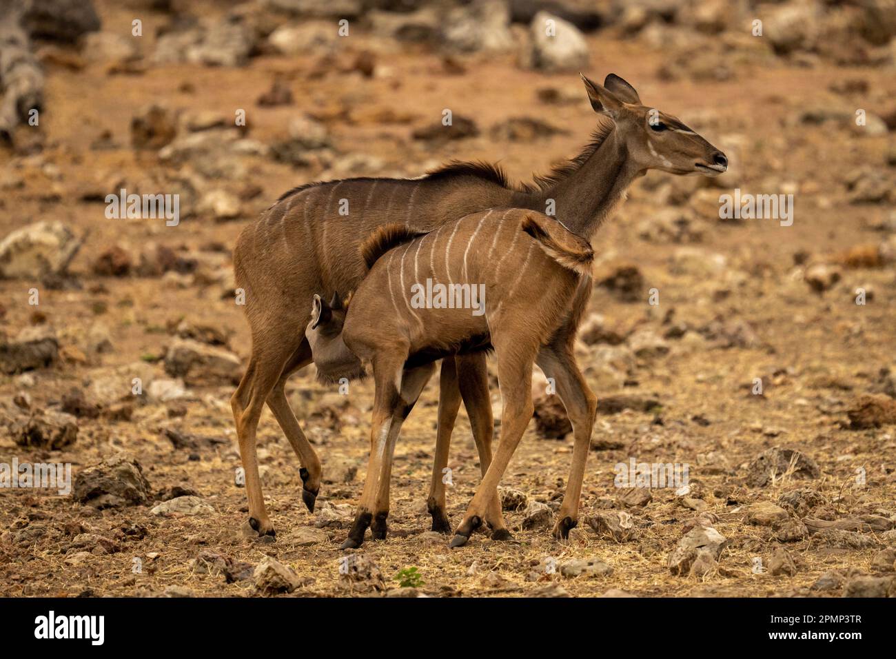 Greater kudu baby hi-res stock photography and images - Alamy
