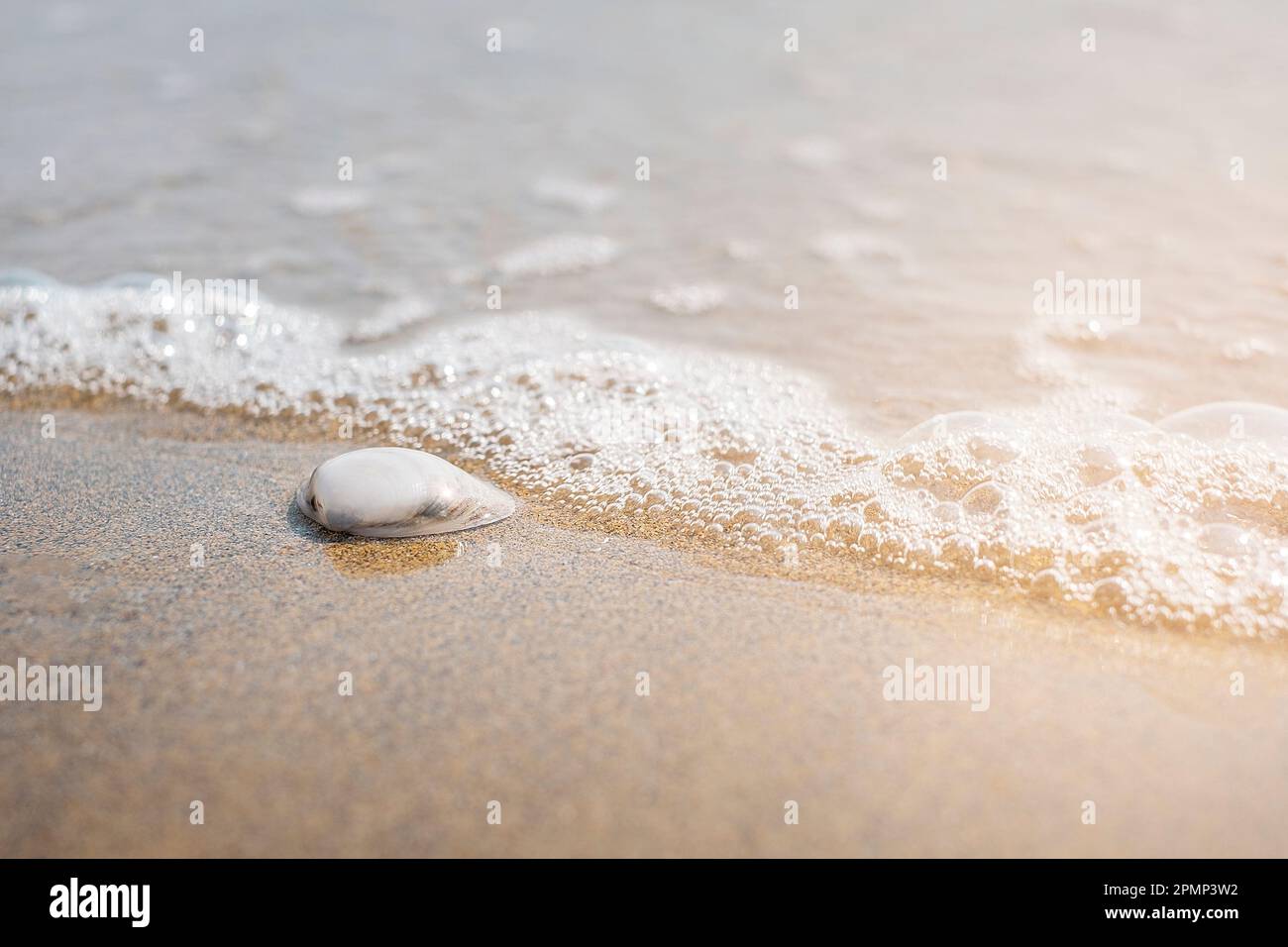 Sea shell on sand. Sea waves on the golden sand at beach Stock Photo ...