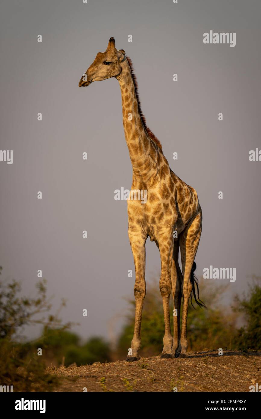 Female Southern giraffe (Giraffa giraffa angolensis) standing on earth ...
