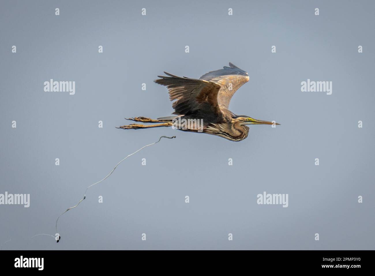 Birds pooping hi-res stock photography and images - Alamy