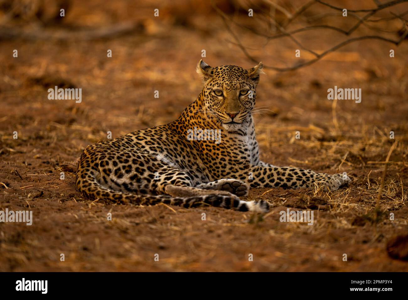 Female Leopard (Panthera pardus) lies on sand watching camera in Chobe ...