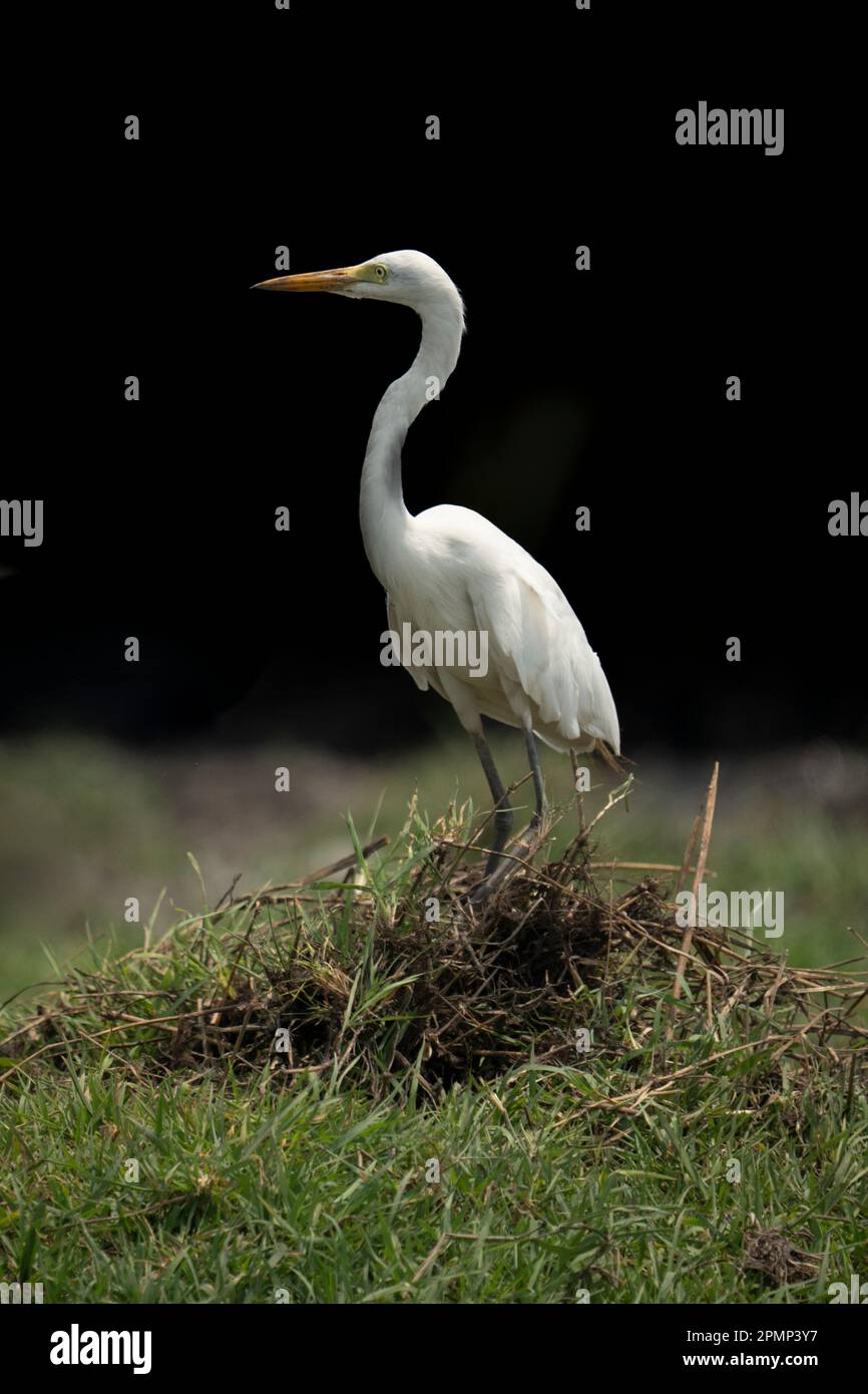Great egret (Ardea alba) stands on tangled grass mound in Chobe ...