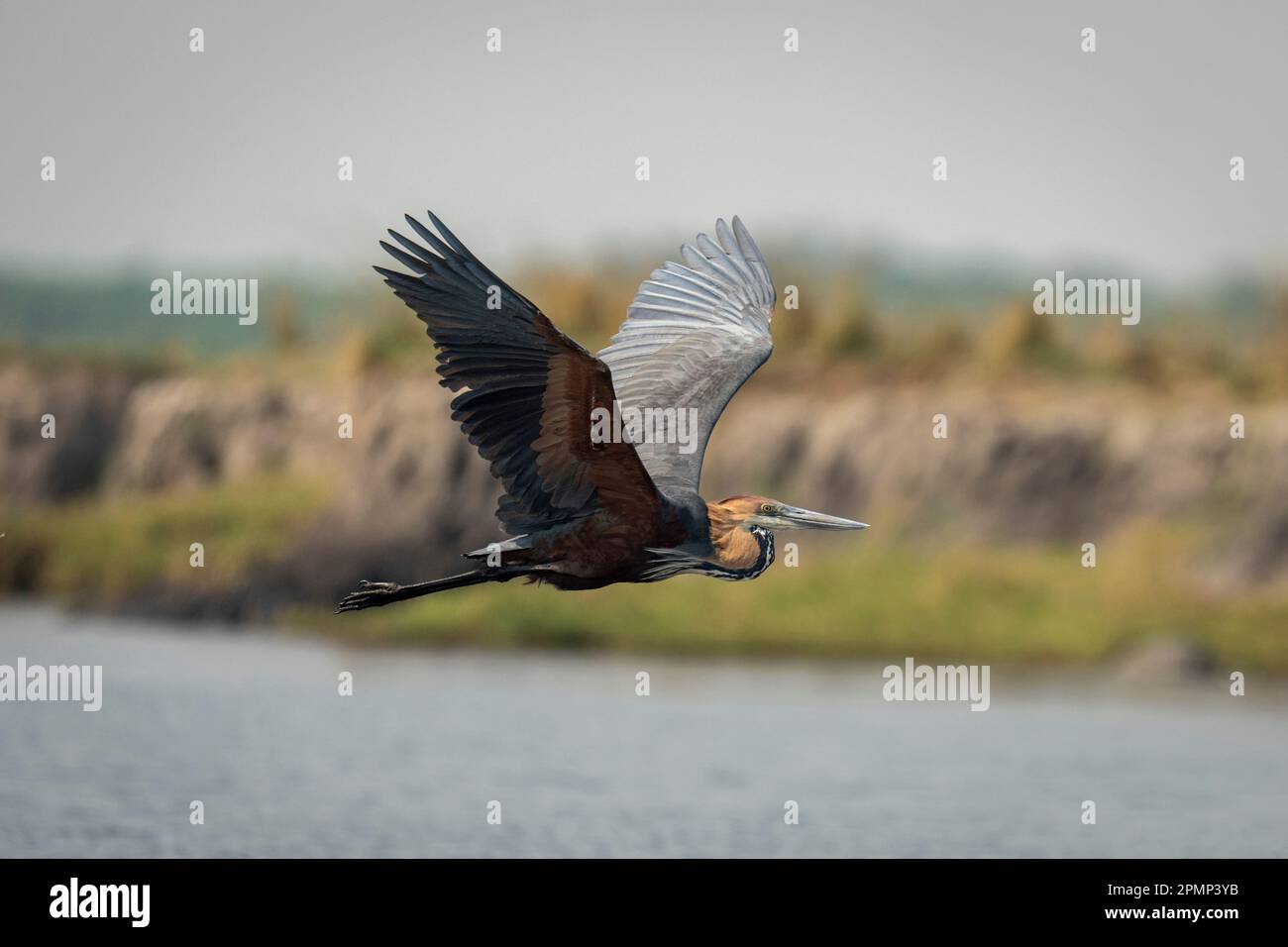 Goliath heron (Ardea goliath) crosses river with wings raised in Chobe ...