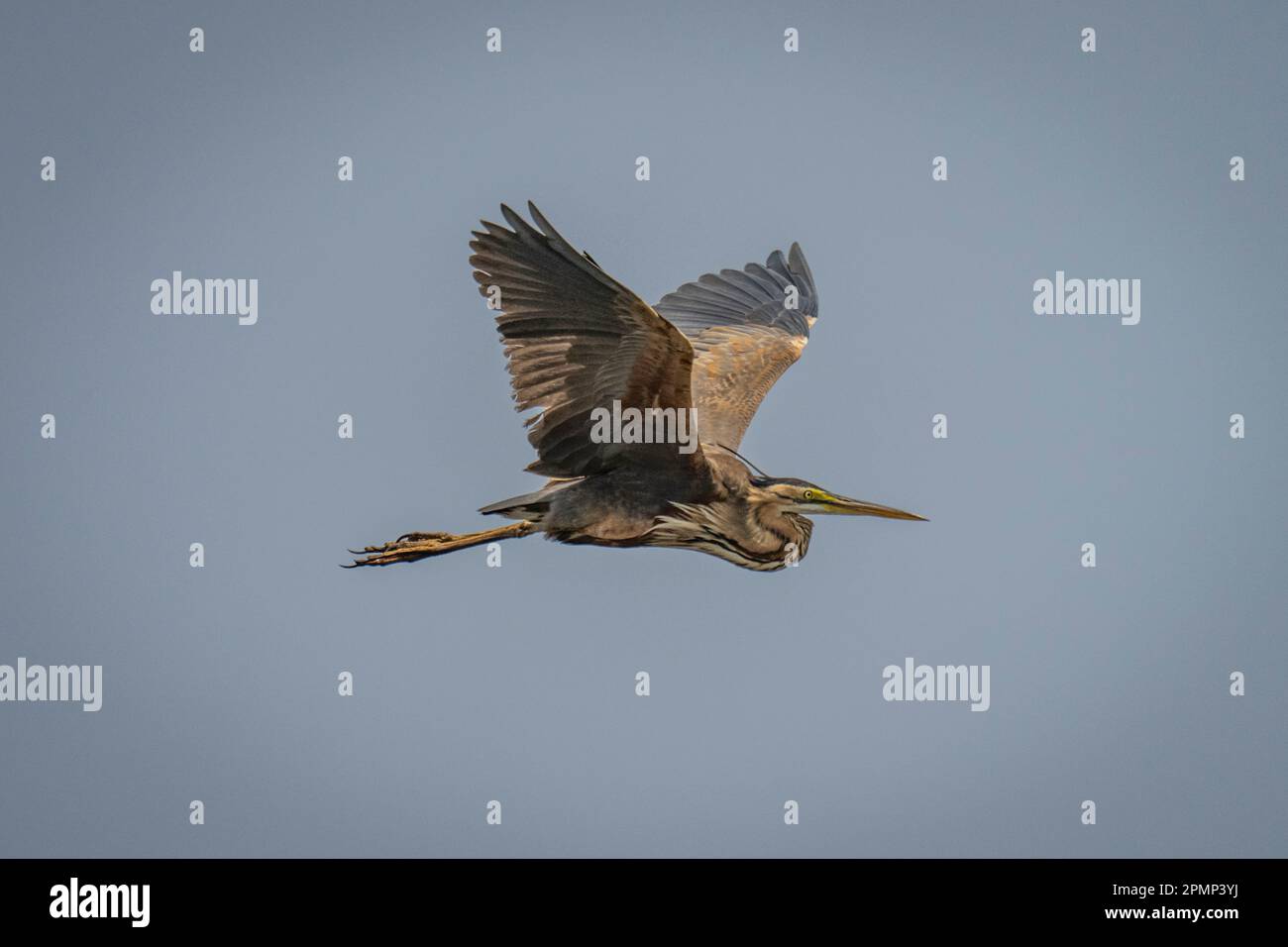 Goliath heron (Ardea goliath) flies through perfect blue sky in Chobe ...