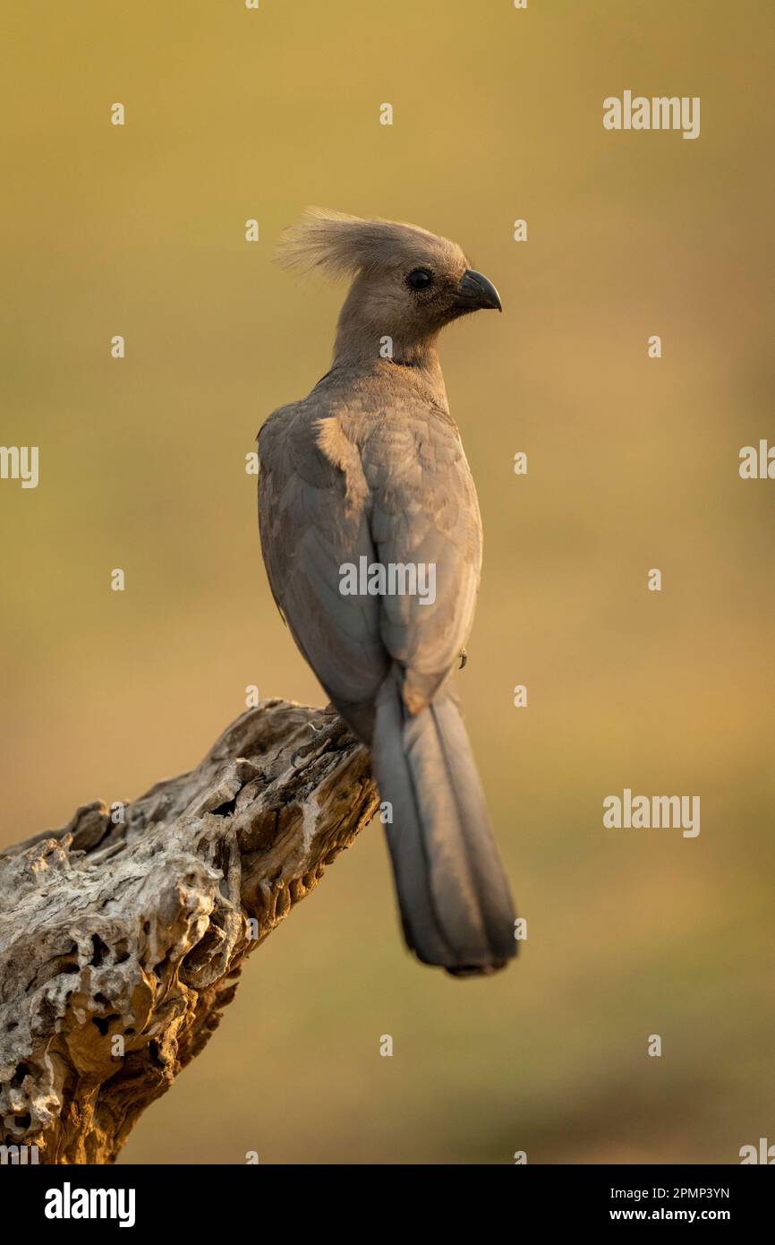 Grey go-away-bird (Corythaixoides concolor) turns head on dead branch ...