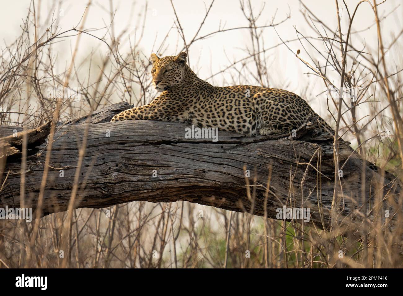 Leopard portrait photography hi-res stock photography and images - Alamy