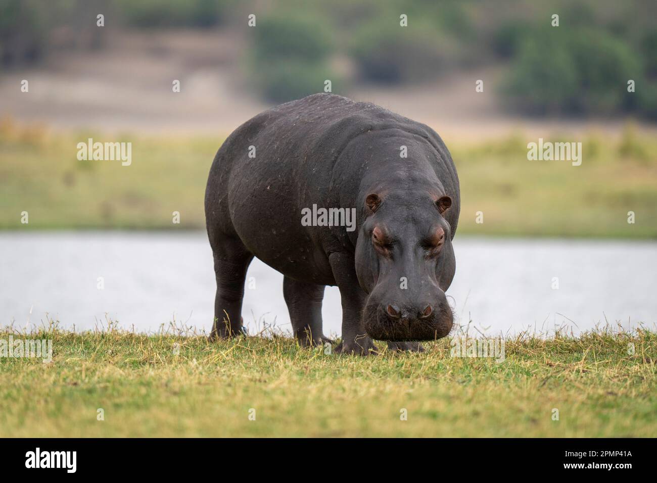 Hippo (Hippopotamus amphibius) stands on grassy riverbank facing camera ...