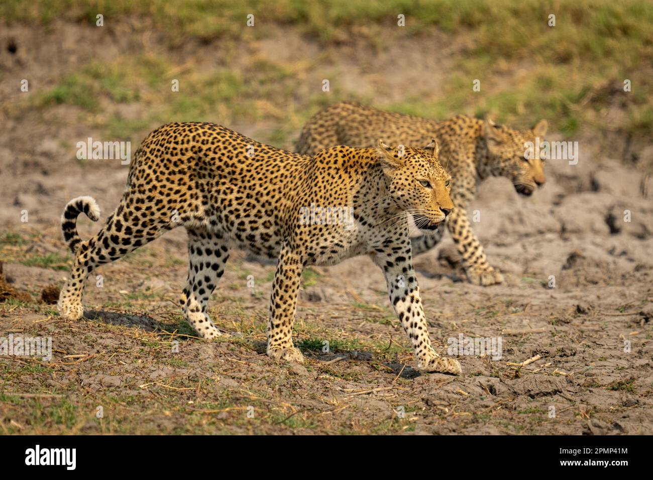 Walk in step hi-res stock photography and images - Alamy