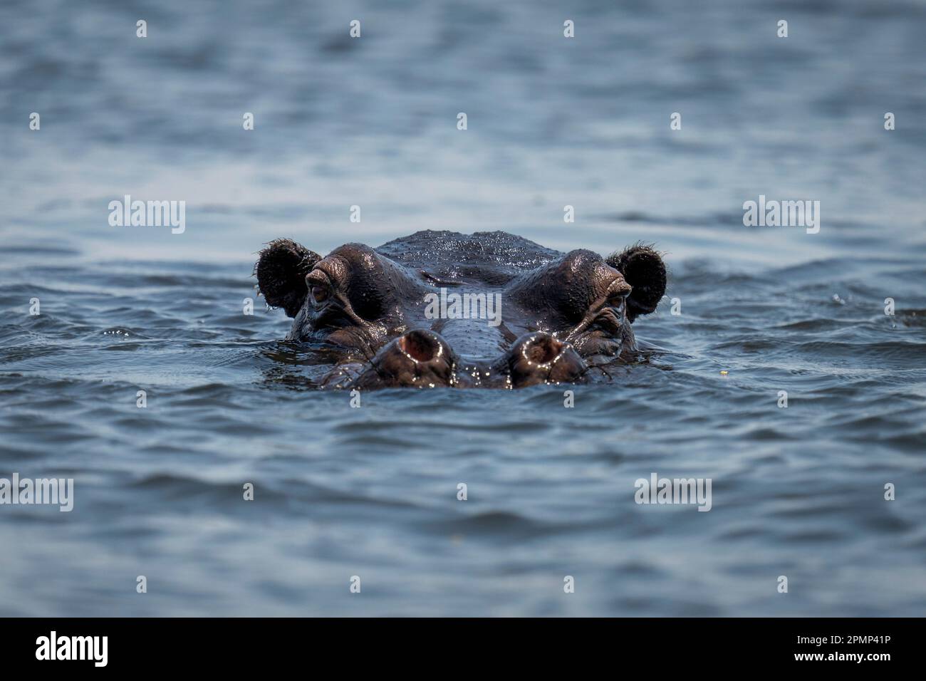 Hippo stares straight at camera from river in Chobe National Park ...