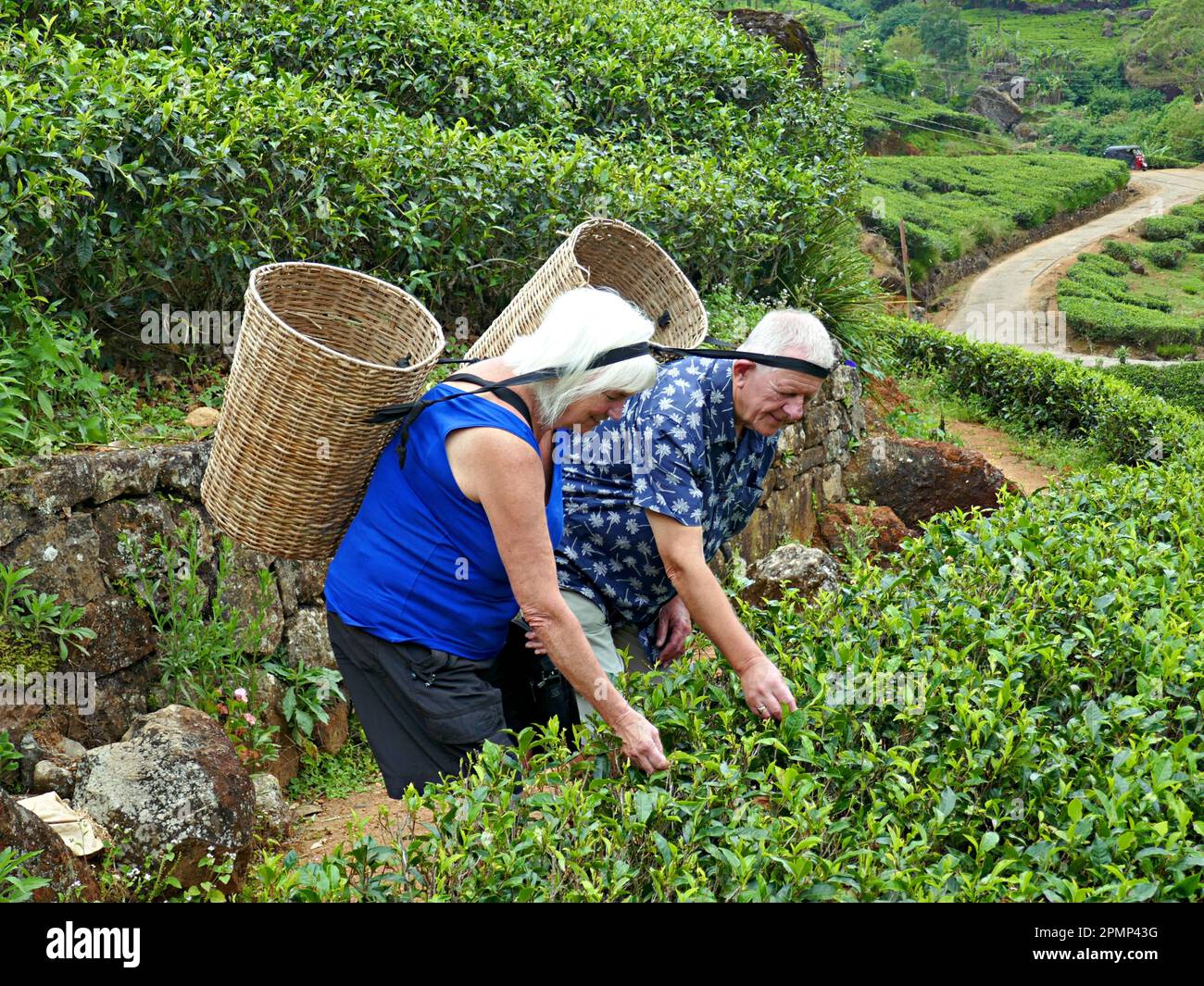Tea picking group hi-res stock photography and images - Alamy