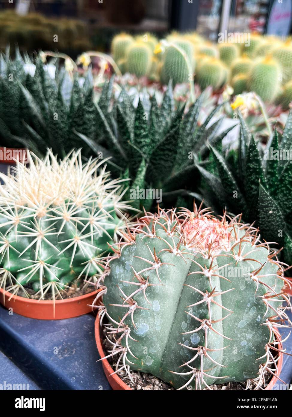 A selection of cacti plants in varying sizes and colors in pots are ...