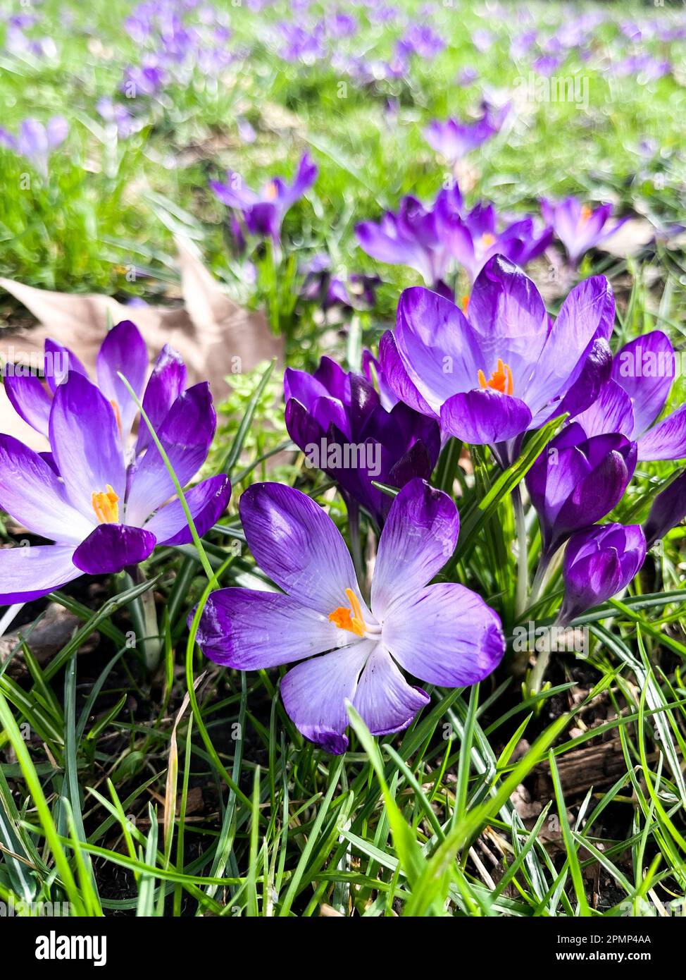 A vibrant, sunny, springtime scene featuring a colorful array of ...