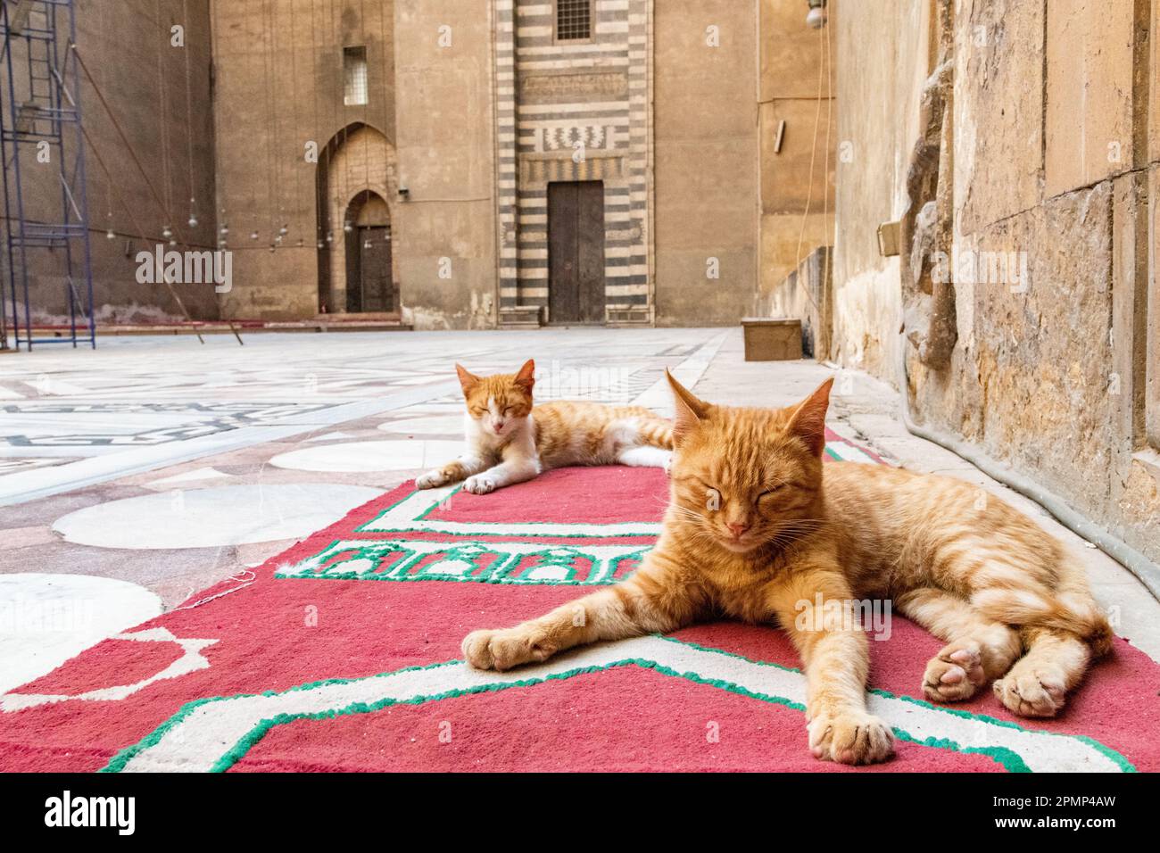 Cats lying down and resting on the floor in the courtyard of Mosque ...