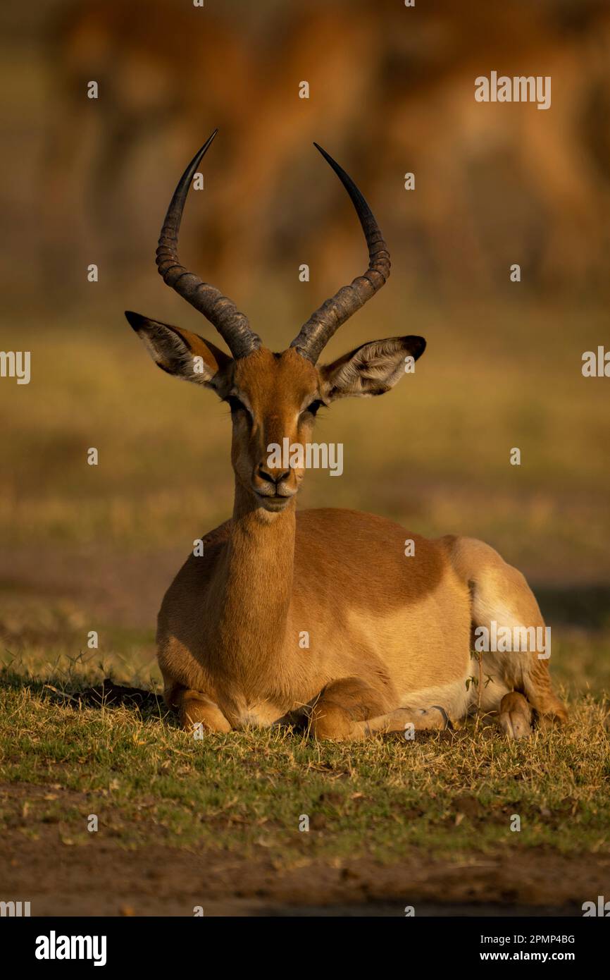 Relaxed impala hi-res stock photography and images - Alamy