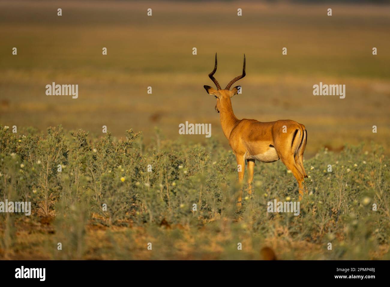 Male common impala (Aepyceros melampus) stands staring over floodplain ...