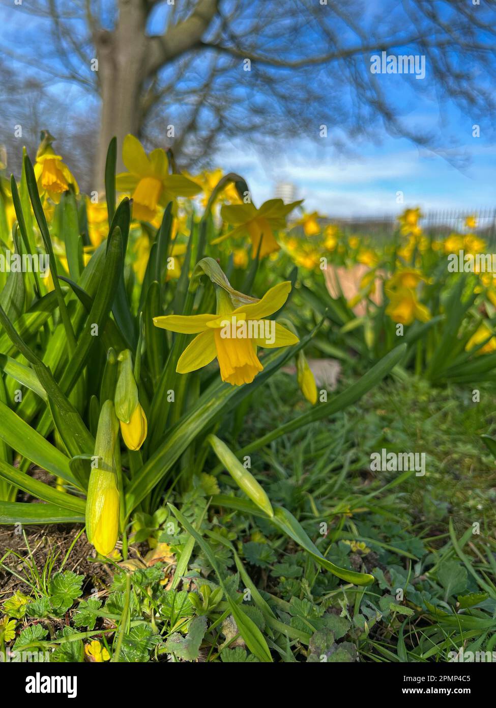 A vibrant vertical image of a selection of yellow daffodils in full ...
