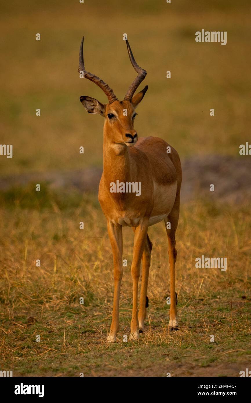 Male common impala (Aepyceros melampus) stands staring towards camera ...