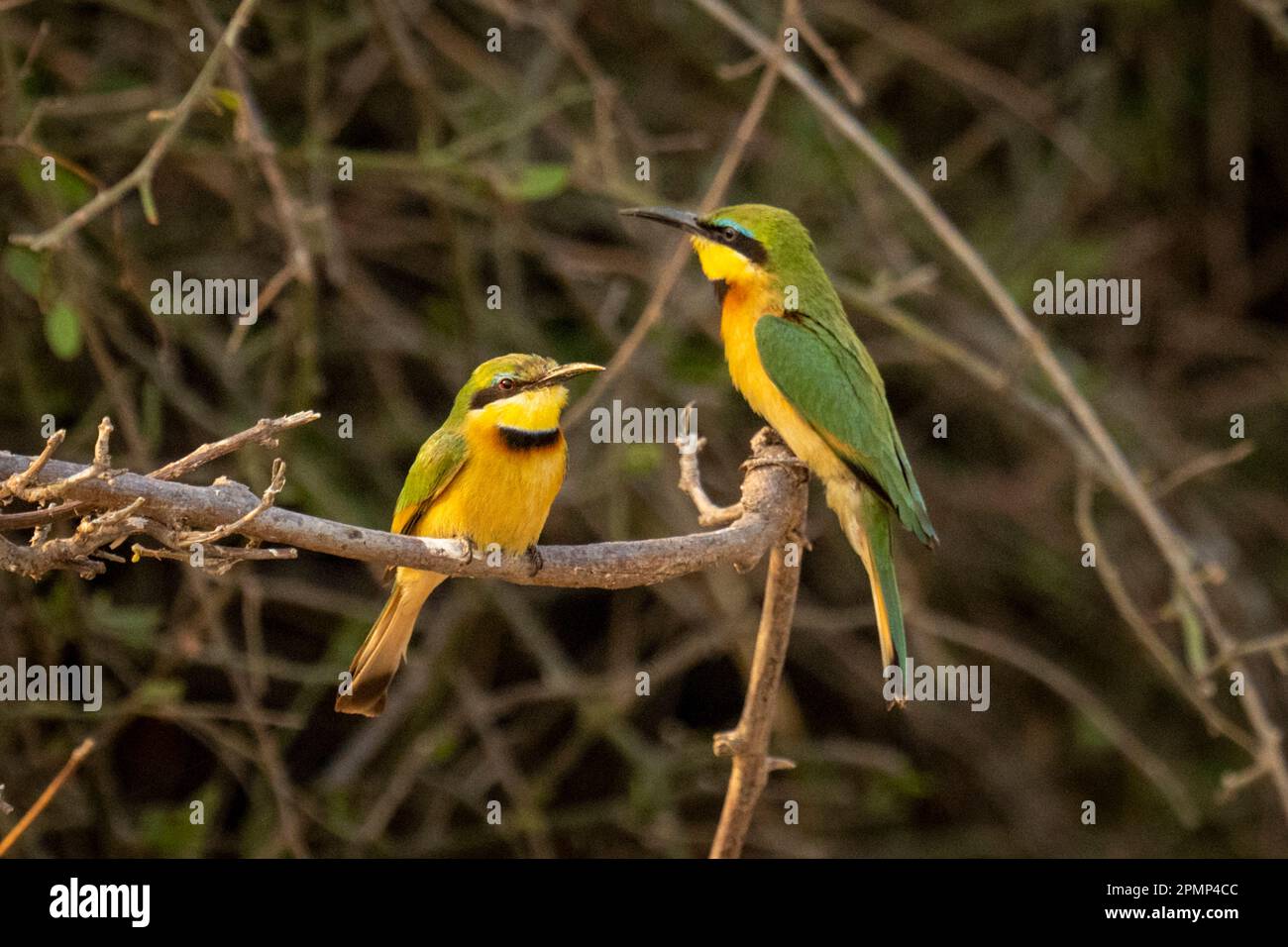 Male and female bee eaters hi-res stock photography and images - Alamy