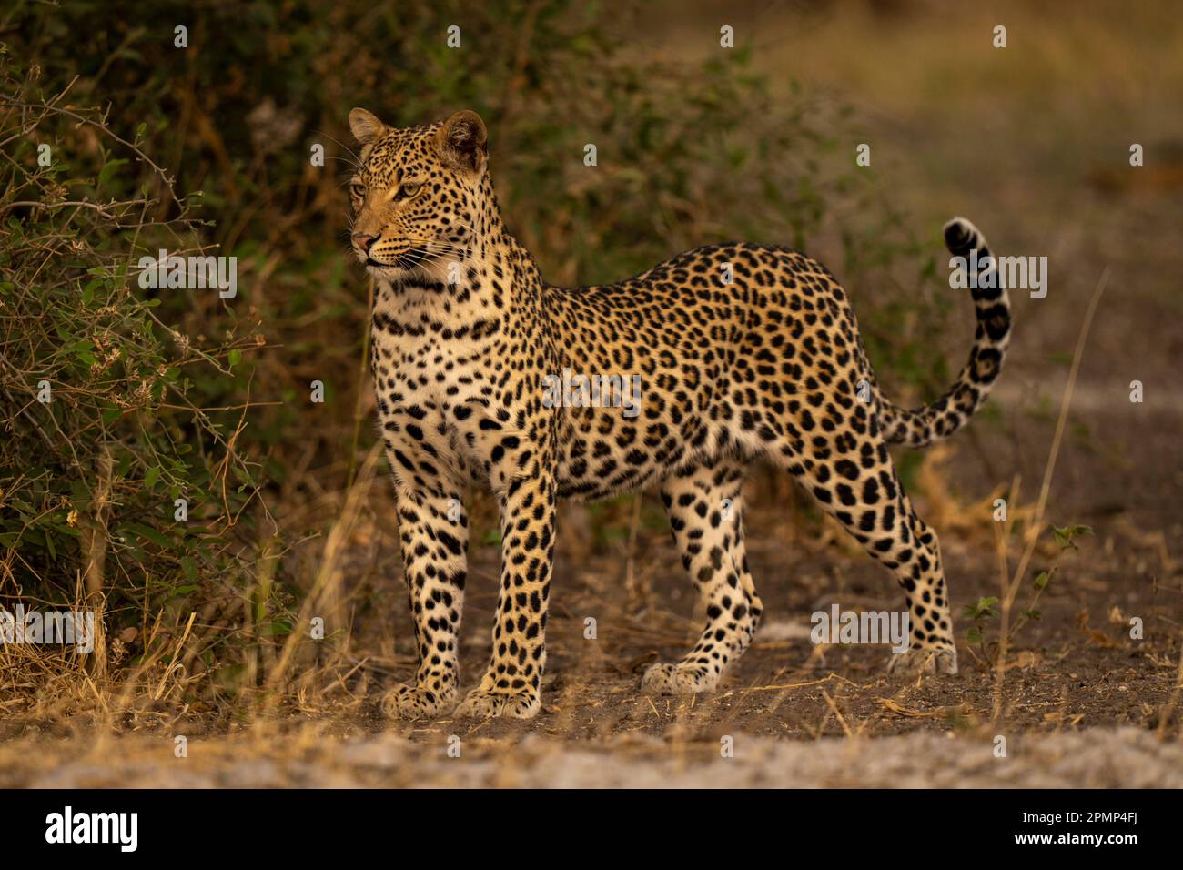Male Leopard (Panthera pardus) stands near bushes lifting head in Chobe ...