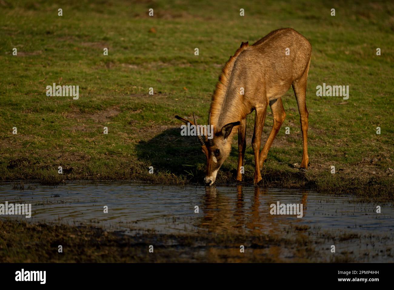 Roan antelope (Hippotragus equinus) stands drinking from shallow pool ...