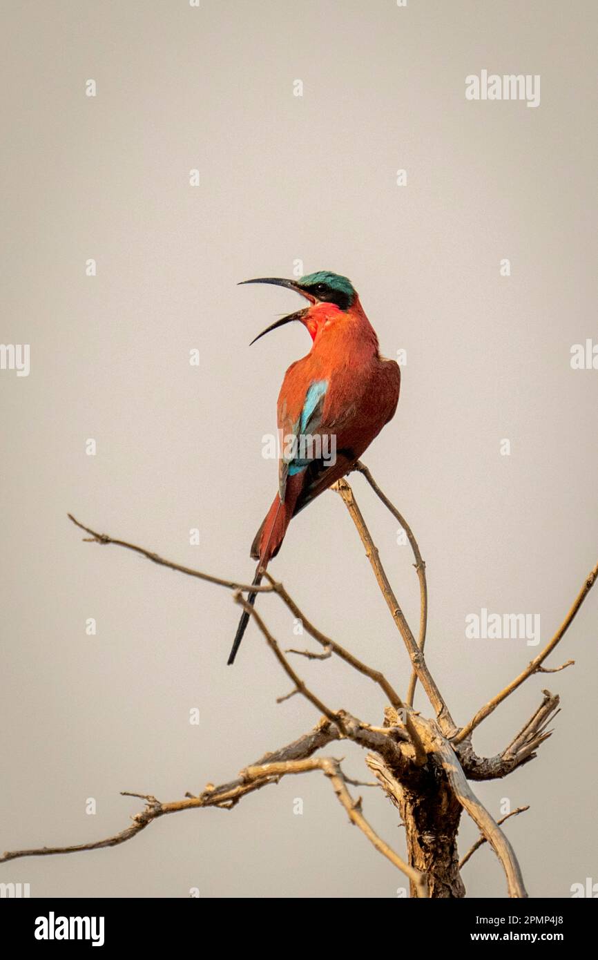 Southern carmine bee-eater (Merops nubicoides) opens beak on branch in ...