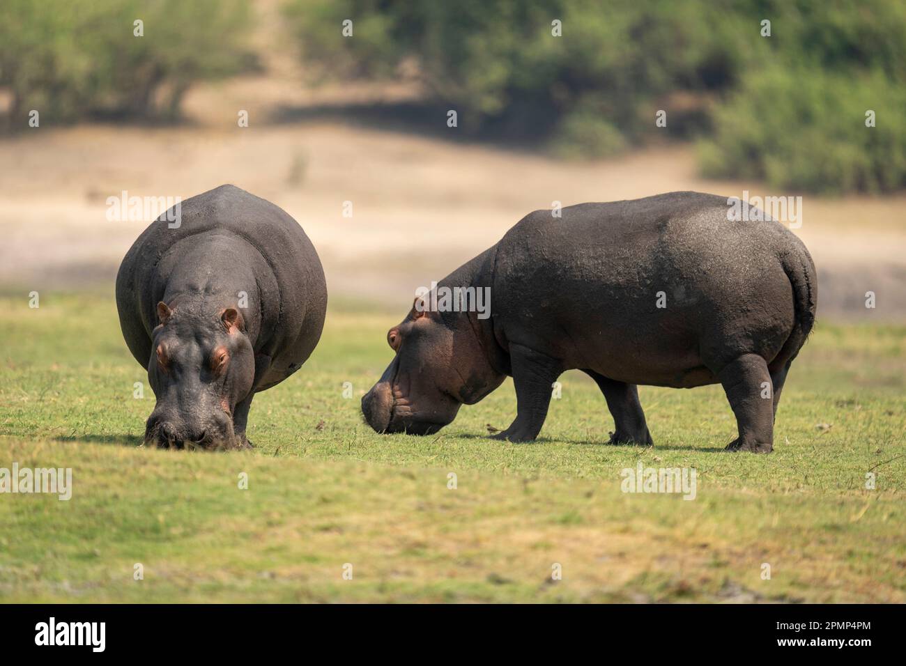 Two hippos (Hippopotamus amphibius) graze on riverbank near trees in ...