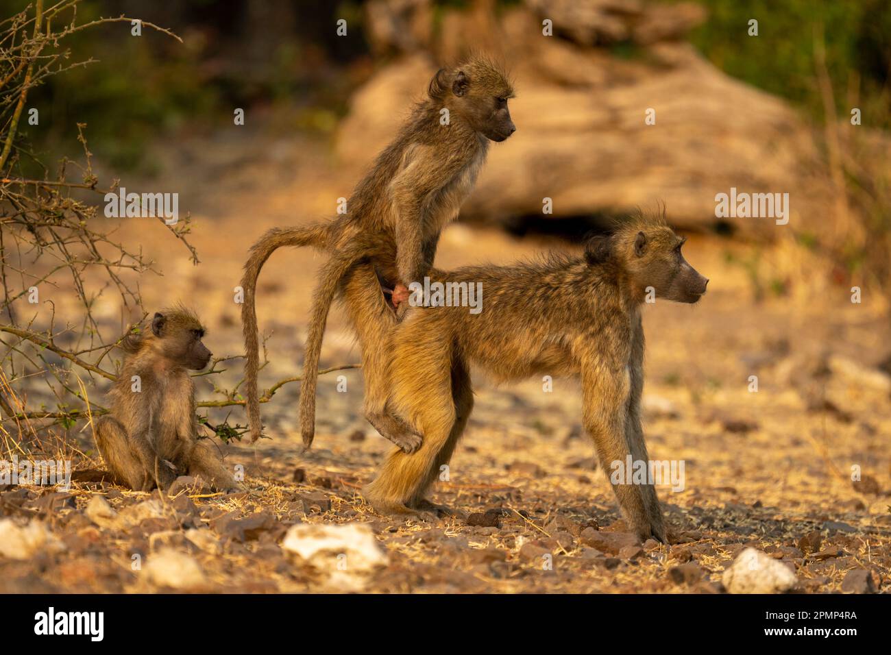 Two chacma baboons mate on rocky ground Stock Photo - Alamy