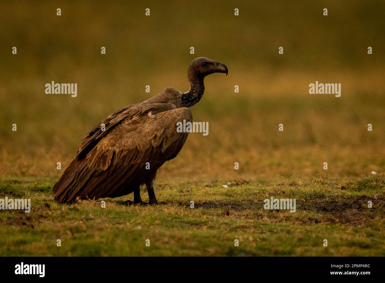 White-backed vulture (Gyps africanus) on short grass in profile in ...