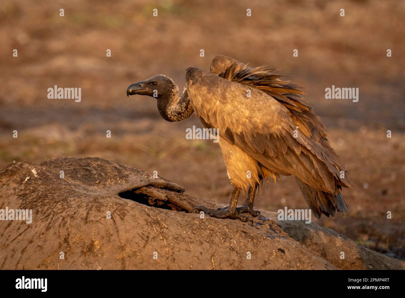 White-backed vulture (Gyps africanus) in profile on giraffe carcase in ...