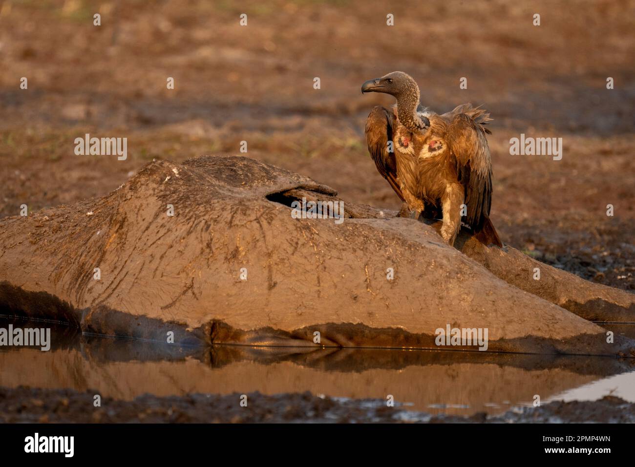 White-backed vulture (Gyps africanus) stands on carcase turning head in ...
