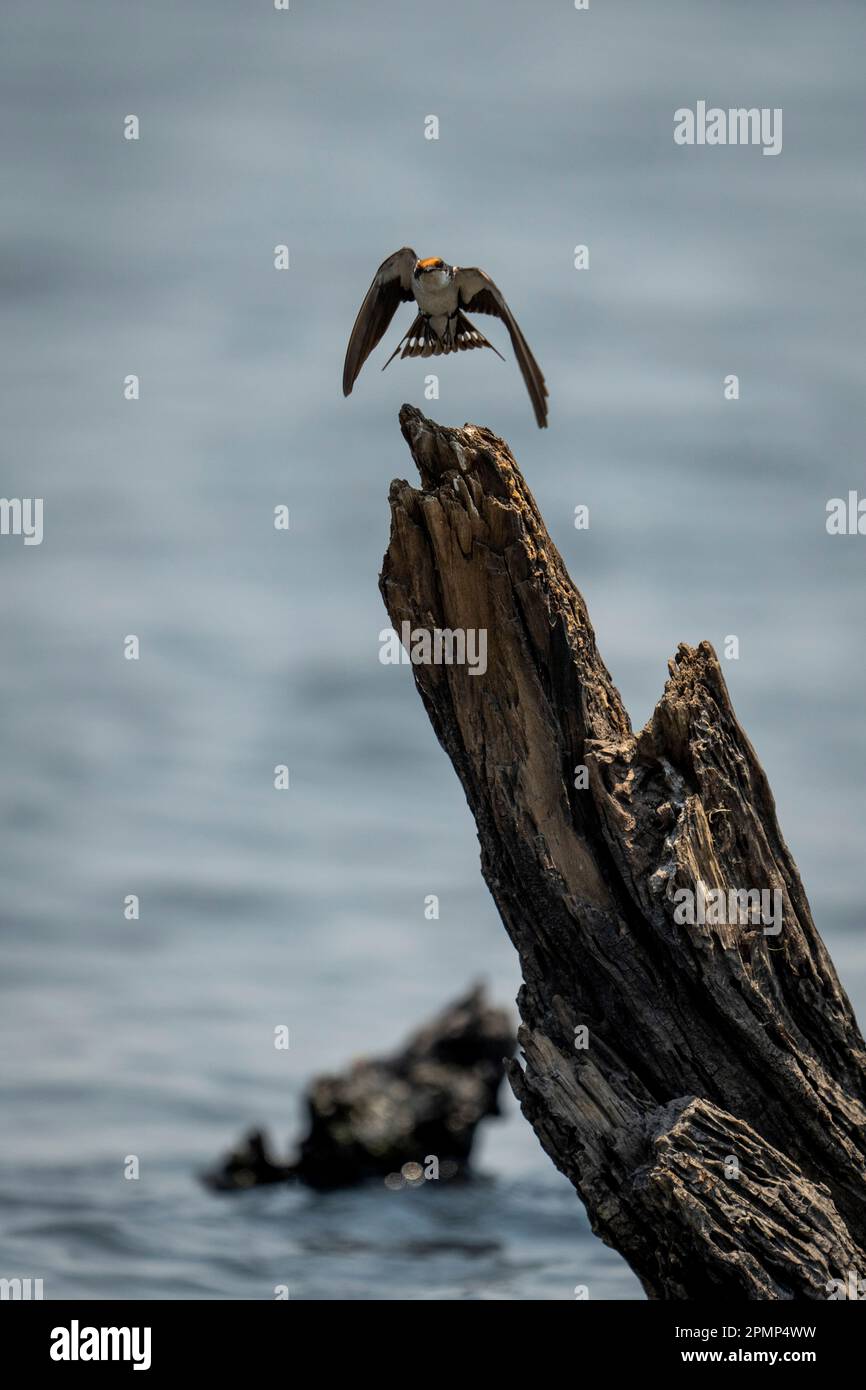 Wire-tailed swallow (Hirundo smithii) takes off from dead log in Chobe ...
