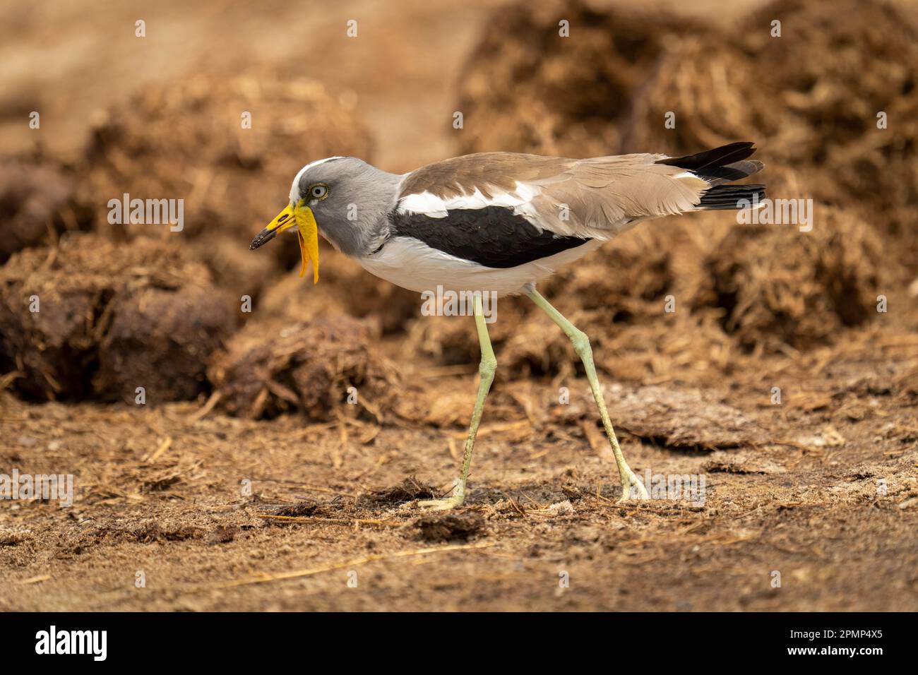 White-crowned lapwing (Vanellus albiceps) passes elephant dung in ...