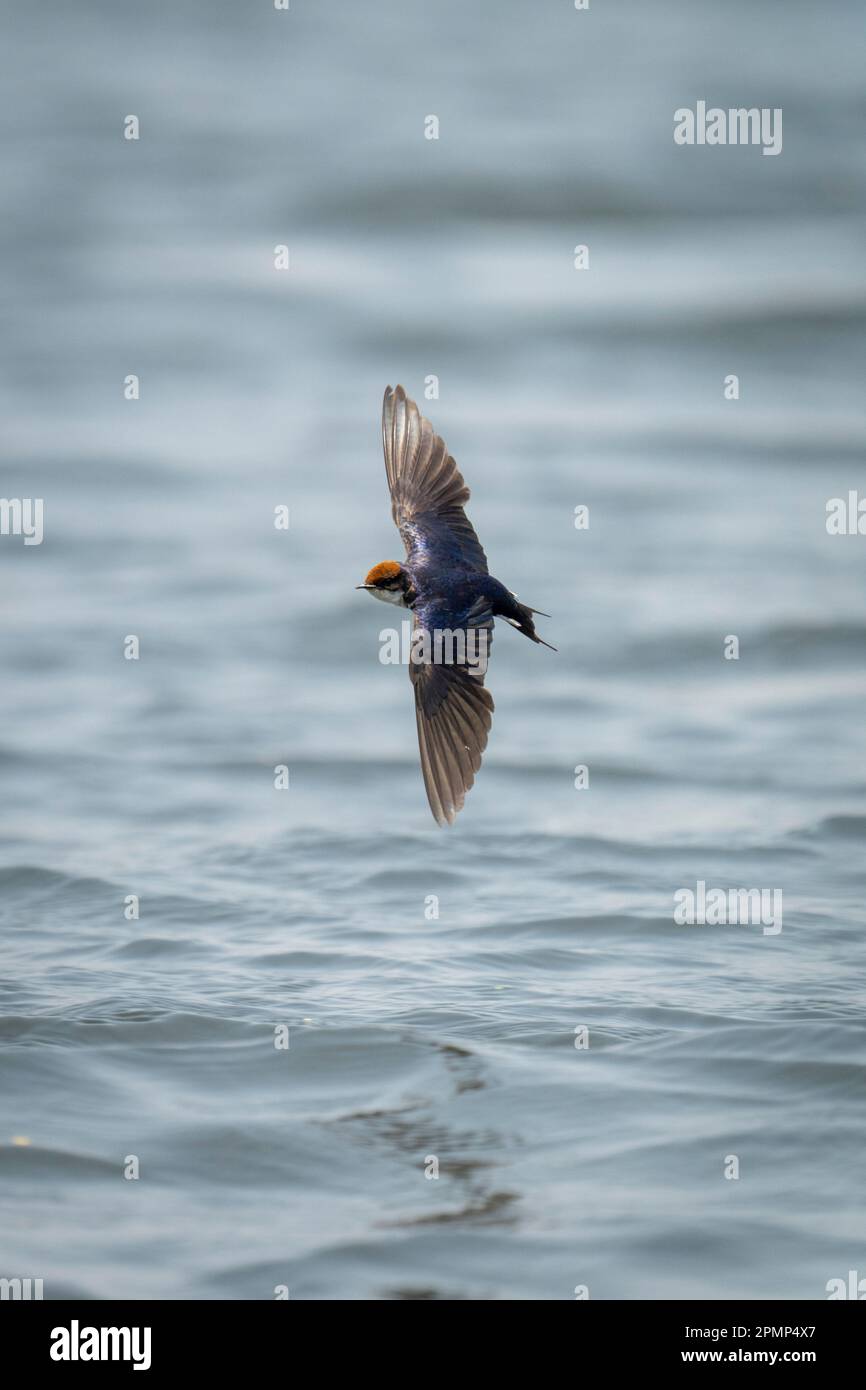 Wire-tailed swallow (Hirundo smithii) flies over waves with reflection ...