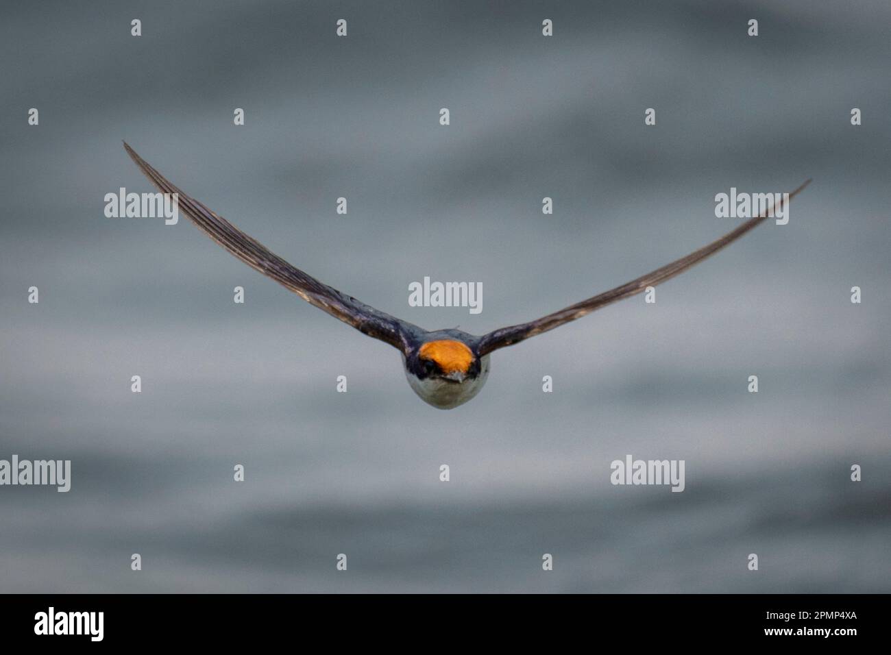 Wire-tailed swallow (Hirundo smithii) flies towards camera spreading ...