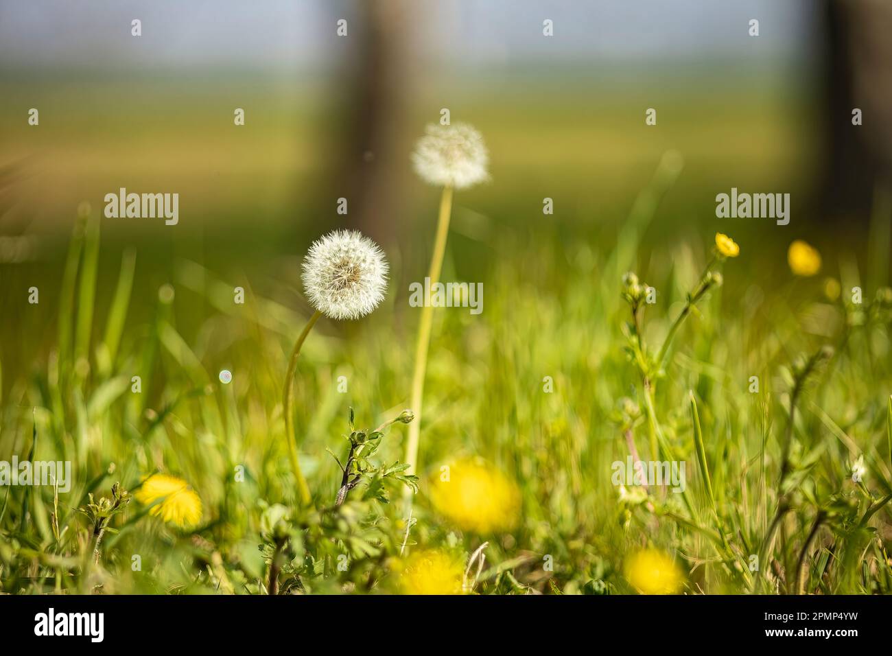 Close-up of a dandelion flower (taraxacum officinale) in the midst of ...