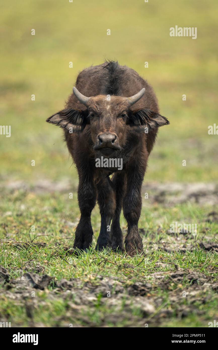 Curved ears hi-res stock photography and images - Alamy