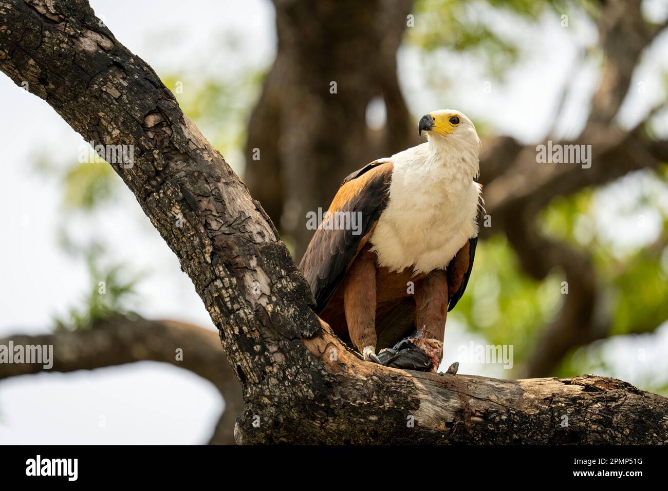 African fish eagle on branch with fish Stock Photo - Alamy
